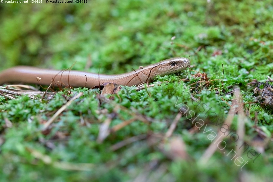 Kuva: Vaskitsa, Anguis fragilis - Anguis fragilis lisko matelija ...