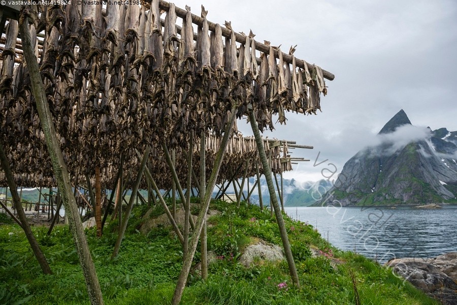 Kuva: Kapakalan valmistusta - turska turskat kapakala kapakalat ...