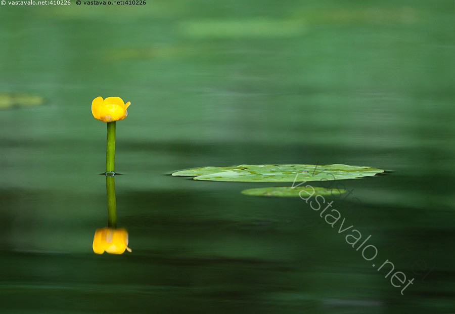 Kuva: Ulpukka - ulpukka isoulpukka Nuphar lutea keltakukkainen ...