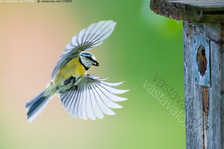 Kuva: Sinitiainen tuo ruokaa poikasille - sinitiainen tiainen lintu ...