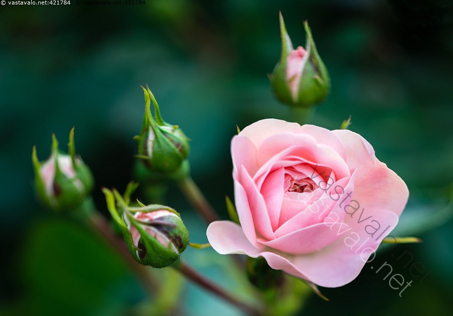 Kuva: Bailando-ruusu - kukka ruusu ruusun Bailando lajike kasvi ...