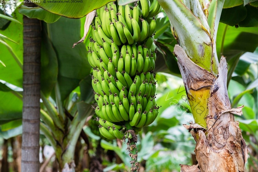 Kuva: Banaaniterttu - banaanikasvi Musa banaani banaanit kasvi ruohokasvi banaaniterttu ...