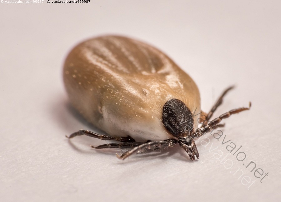 Kuva: Punkin kuolema - punkki puutiainen Ixodes ricinus borrelioosi ...