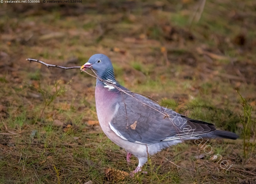 Kuva: Sepelkyyhkyn pesäpuuhat - Columba palumbus sepelkyyhky kyyhky ...