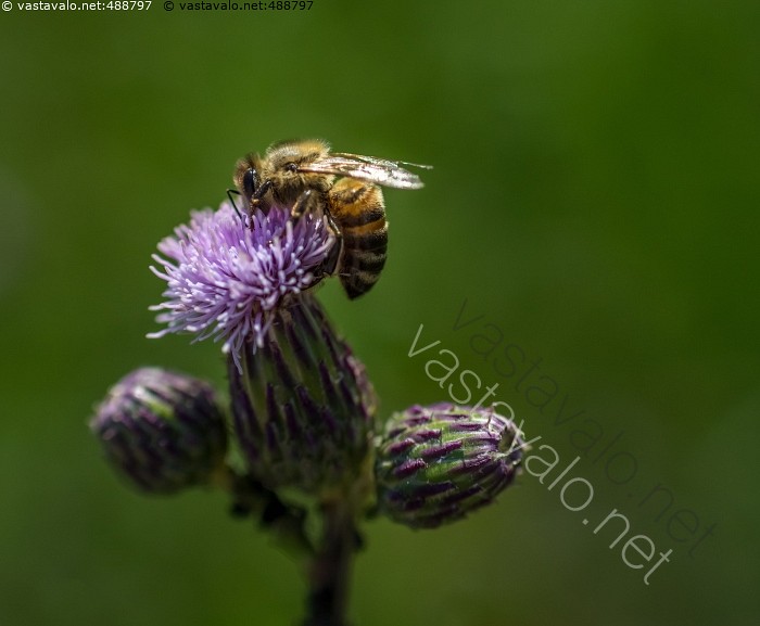 Kuva: Mehiläisen palkintopalli - mehiläinen Anthophila pistiäinen ...
