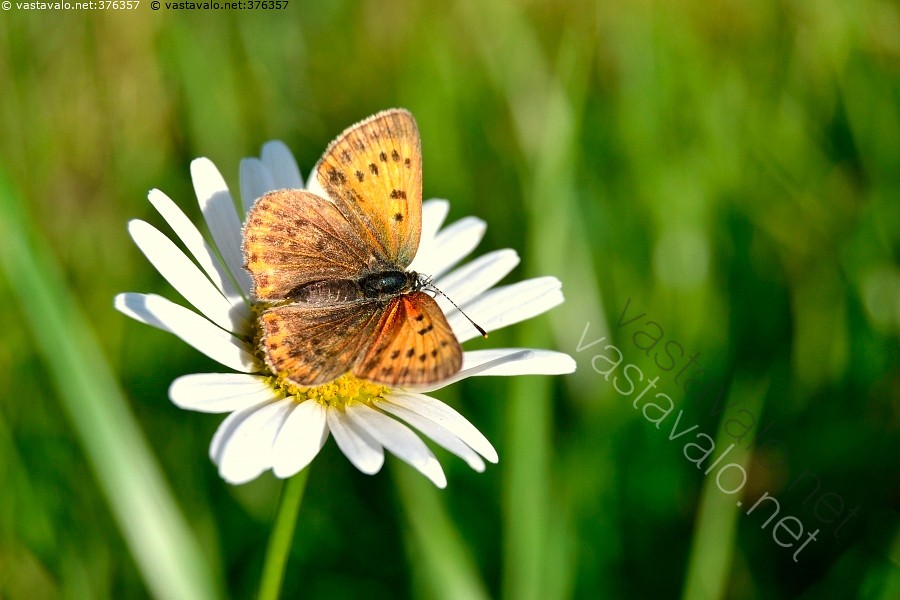 Kuva: Perhonen kukalla - pelto kukka perhonen valkoinen keltainen ...
