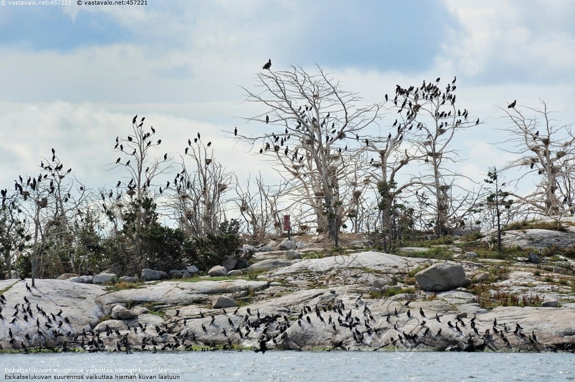 Kuva: Merimetsosaari - Phalacrocorax carbo eläin kallio kasvi kuolleet ...