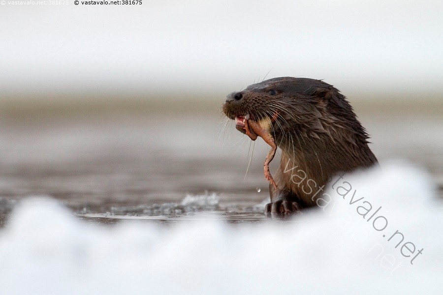 Kuva: Saukko lutra lutra - Saukko Lutra lutra saarmas näätäeläin ...