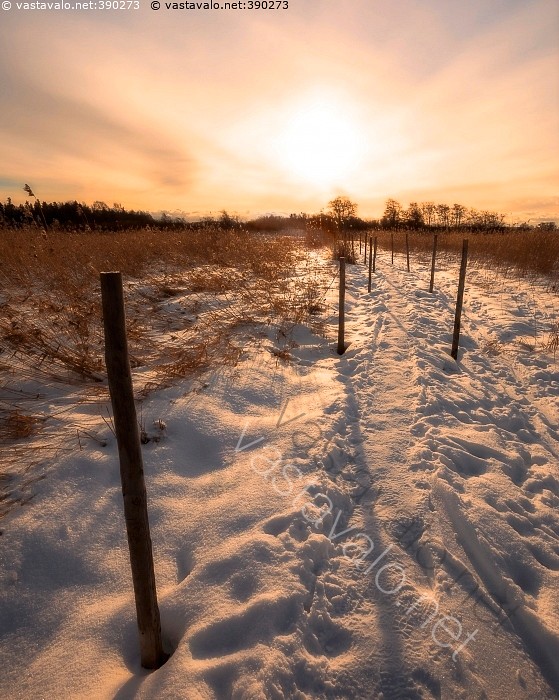 Kuva: Kaislikkoreitti - kaislikko reitti puut tolpat lumi valkoinen ...