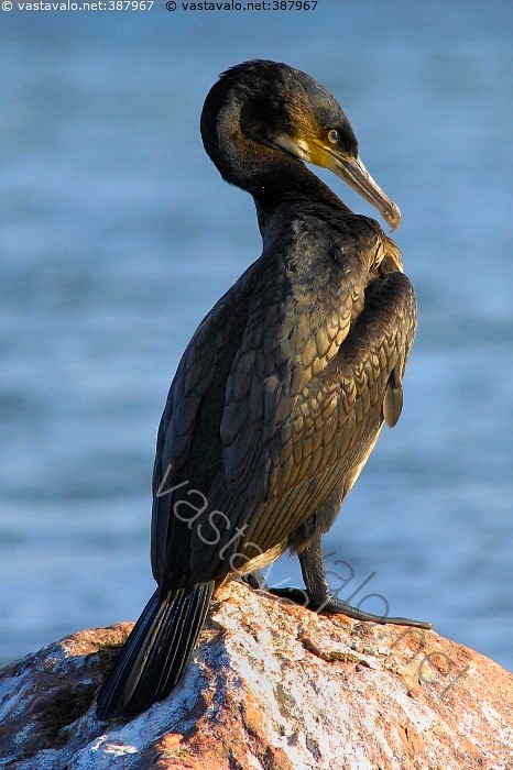 Kuva: Merimetso - merimetso Phalacrocorax carbo vesilintu lintu meri ...