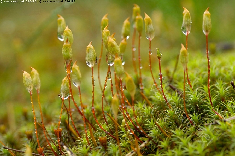 Kuva: Karhunsammal - Karhunsammal sammal sammalet pisarat metsässä ...