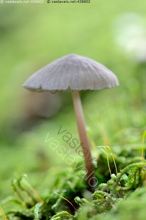 Kuva: Sieni - sieni lakki jalka maassa sammal luonto lahottaja harmaa ...