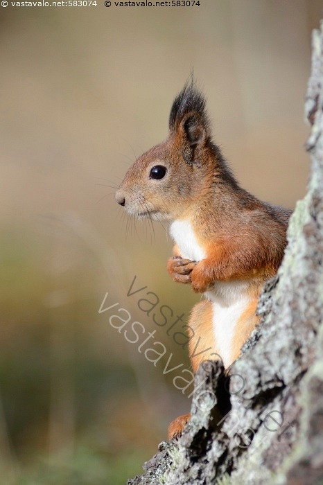 Kuva: Orava - orava Sciurus vulgaris jyrsijä häntä hellyttävä nisäkäs ...