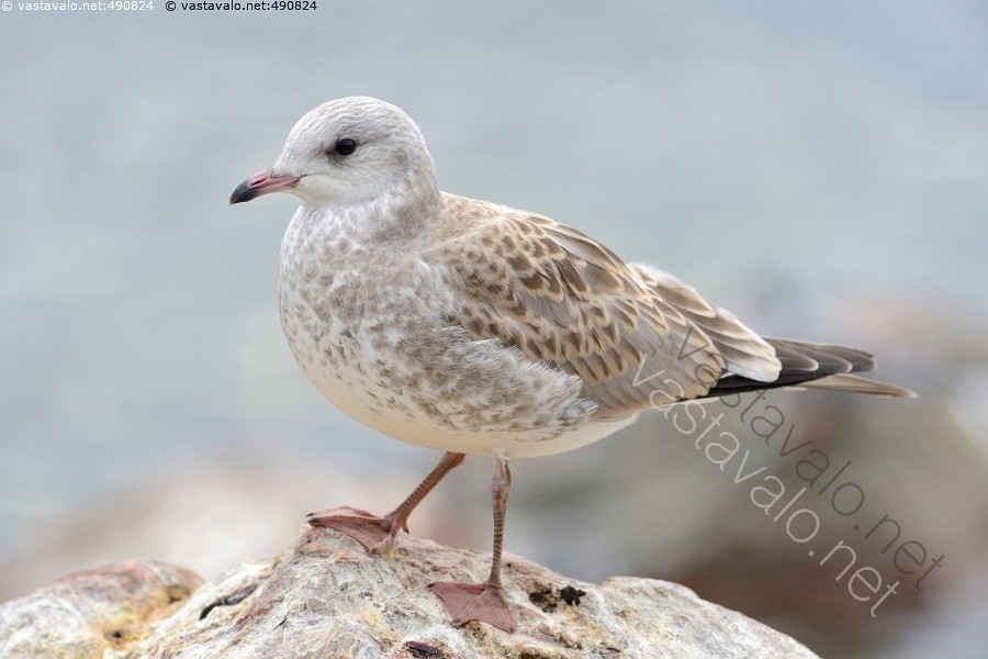 Kuva: Kalalokki - kalalokki Larus canus lokit lokkilinnut rantalintu ...