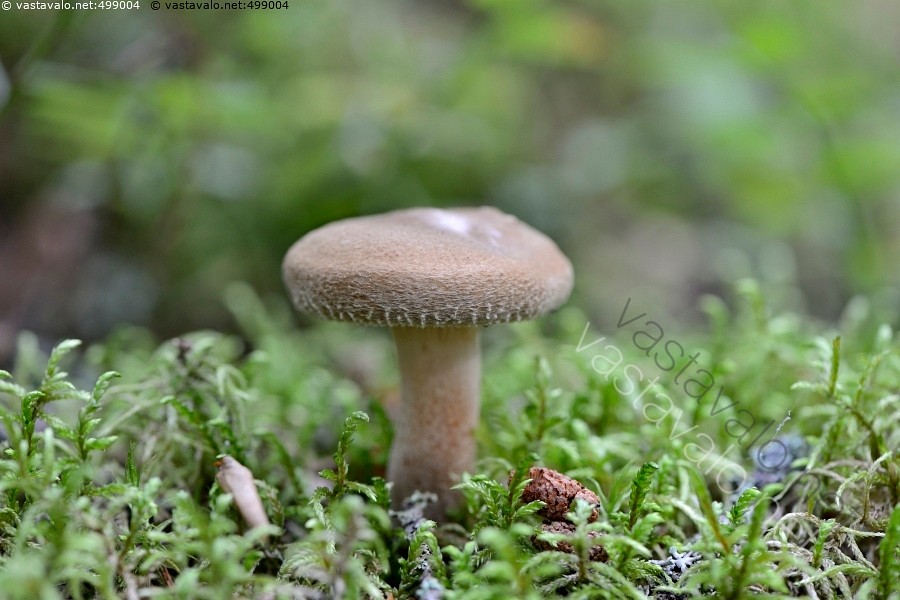 Kuva: Sieni - sieni jalka luonto metsä syksy syksyinen lakki metsäinen ...