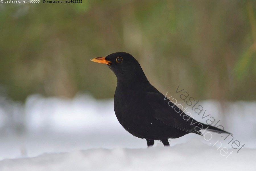 Kuva: Mustarastas - mustarastas Turdus merula rastas lintu talvi musta ...