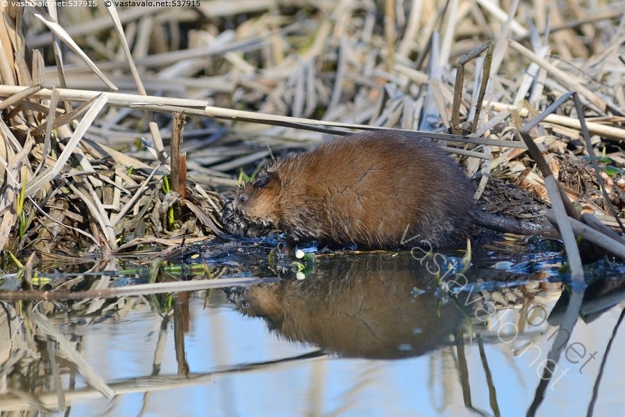 Kuva: Piisami - Ondatra zibethicus viikset turkki ranta rannalla ...