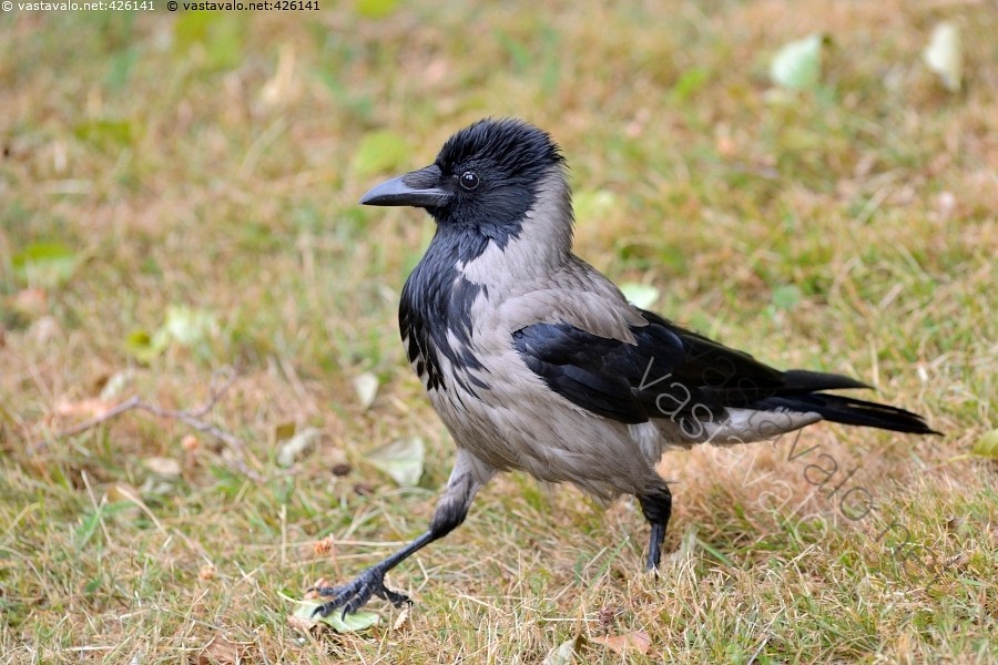 Kuva: Varis - Corvus corone cornix varis lintu harmaa musta tumma nokka ...