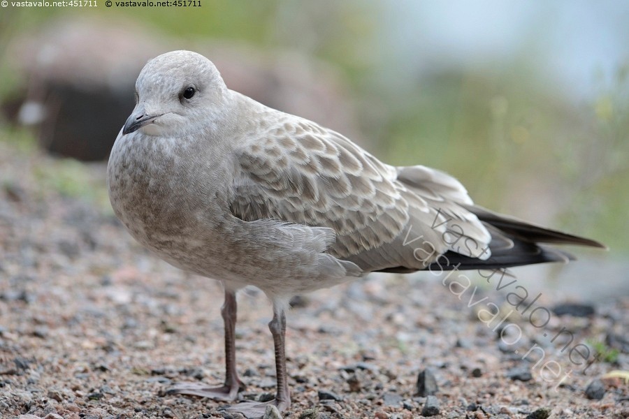 Kuva: Nuori lokki - Kalalokki Larus canus nuori lintu rantalinnut lokit ...
