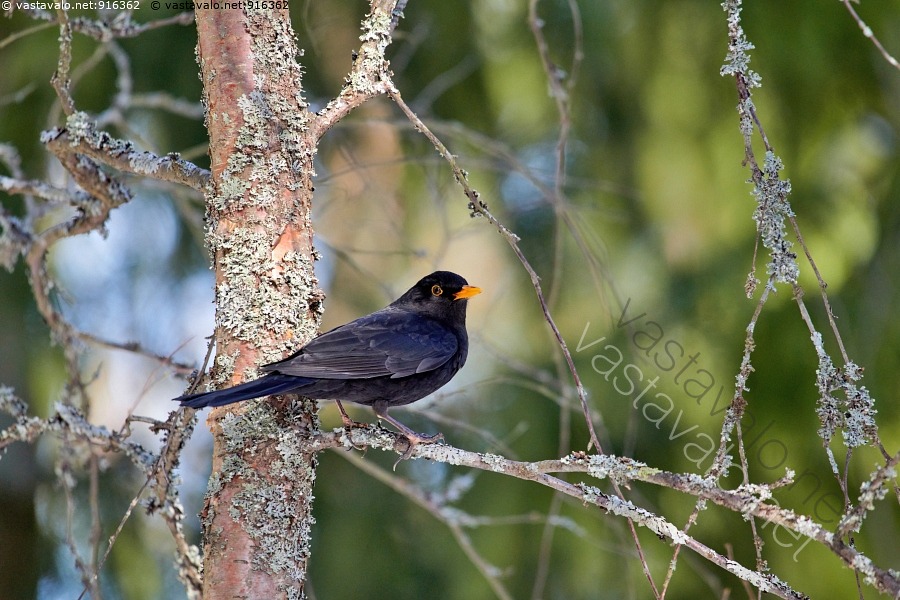 Kuva: Mustarastas metsässä - Turdus merula musta höyhenet keltainen ...