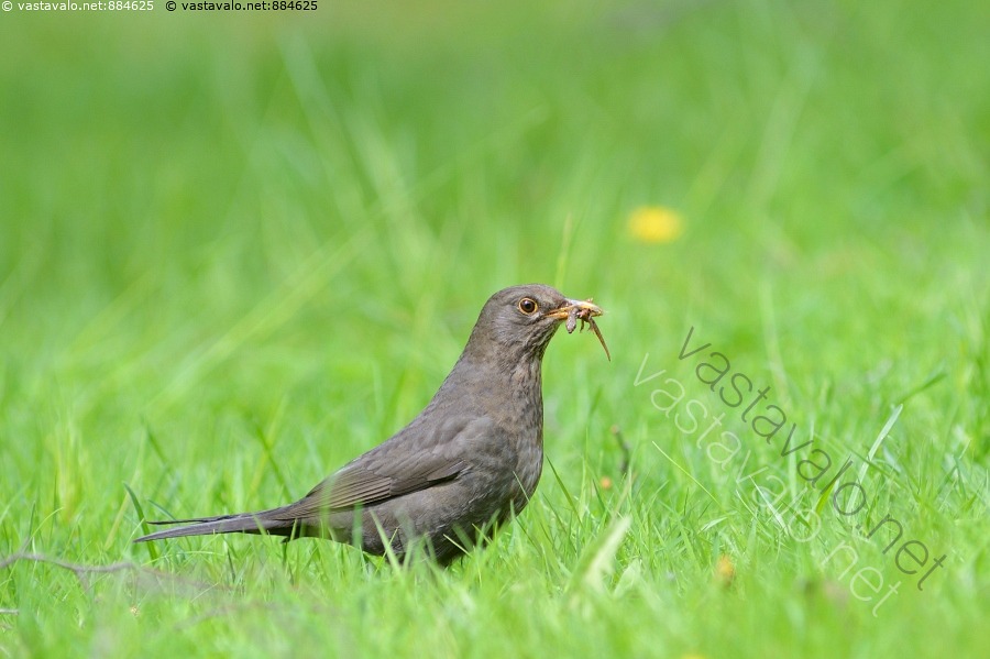 Kuva: Mustarastas - Turdus merula musta höyhenet keltainen nokka lintu ...