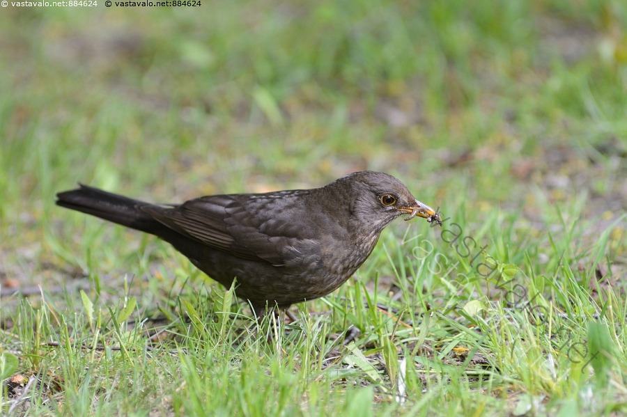 Kuva: Mustarastas - Turdus merula musta höyhenet keltainen nokka lintu ...