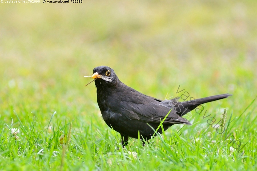 Kuva: Mustarastas - Turdus merula musta höyhenet keltainen nokka lintu ...