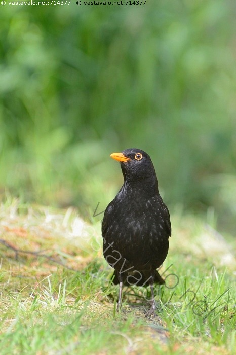 Kuva: Mustarastas - Turdus merula musta höyhenet keltainen nokka koiras ...