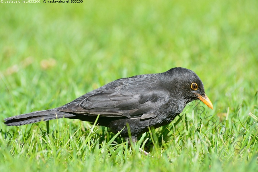 Kuva: Mustarastas - Turdus merula musta höyhenet keltainen nokka koiras ...
