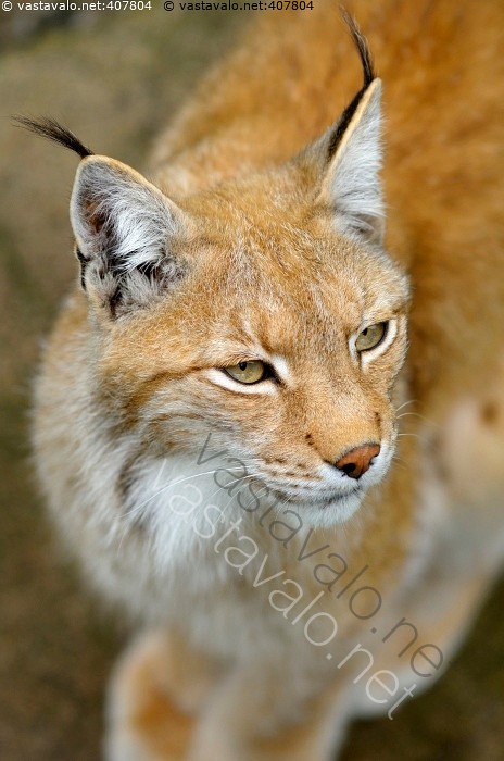 Kuva: Ilves - ilves Lynx lynx kissaeläin peto tupsukorvat silmät ...