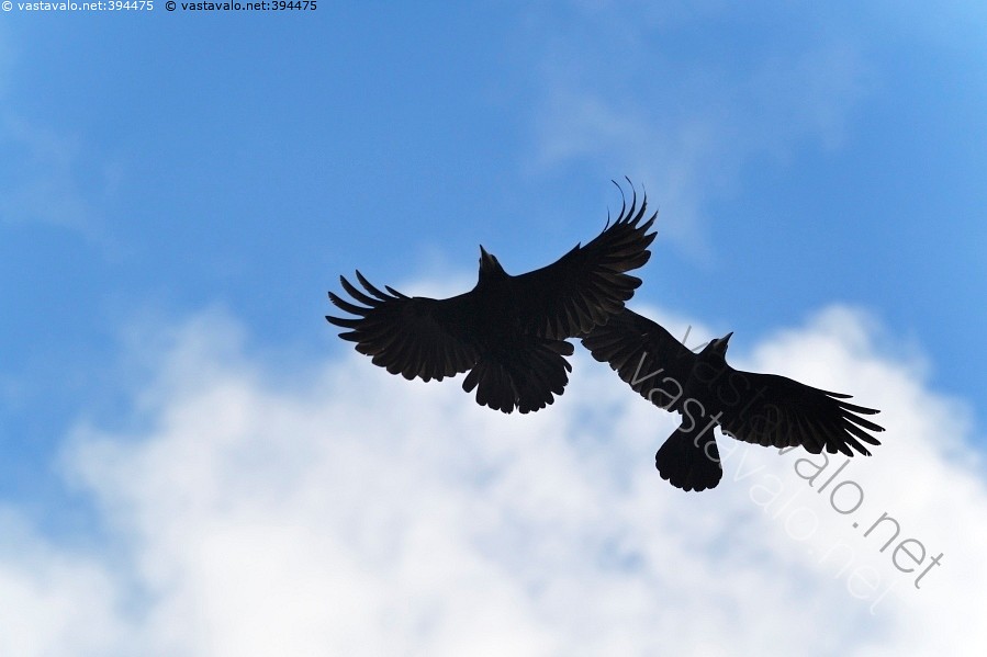 Kuva: Varikset lennossa - varis varikset mustavaris Corvus frugilegus ...