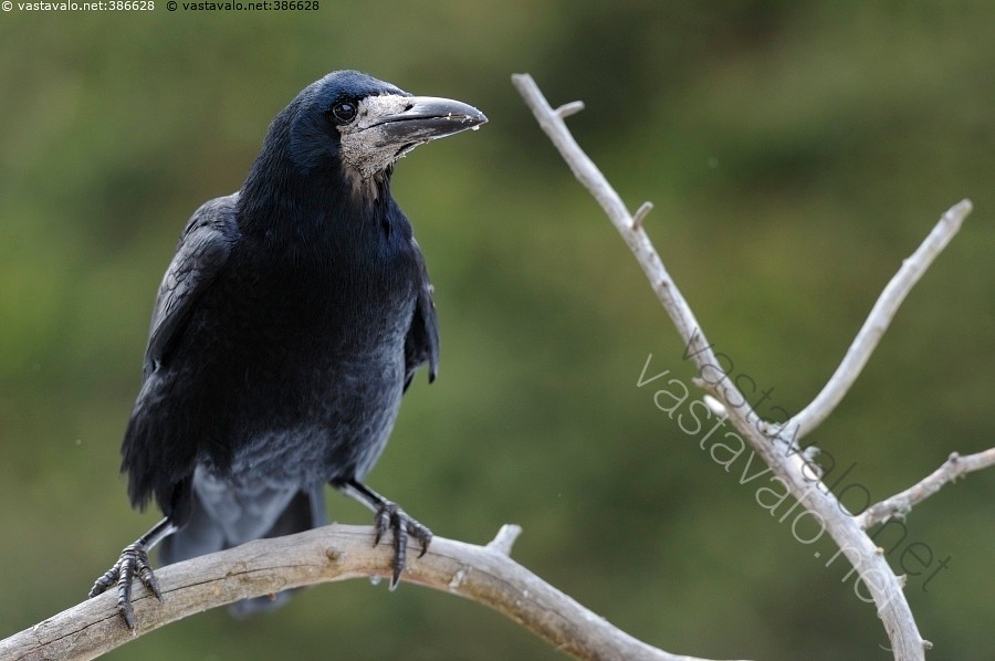 Kuva: Mustavaris - mustavaris nokka silmä Corvus frugilegus varis ...