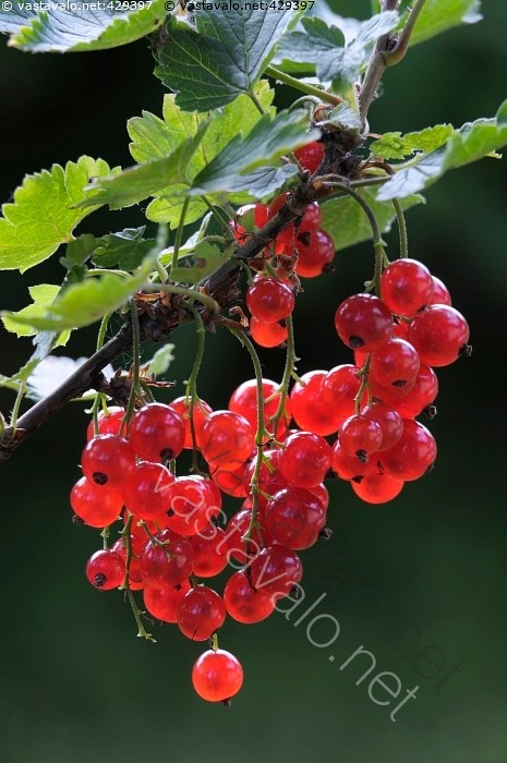 Kuva: Punaviinimarja - punainen viinimarja marja marjat herukat ...