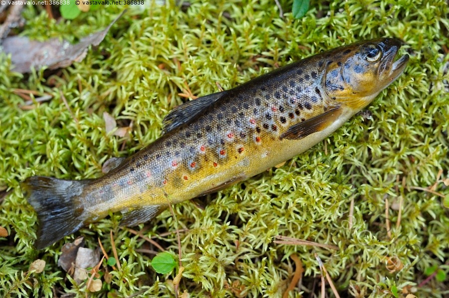 Kuva: Tammukka - purotaimen forelli tammukka tonko salmo Trutta fario ...