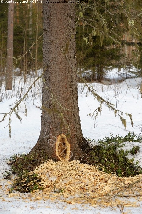 Kuva: Palokärjen ruokapaikka - kuusi puu runko vaurio lumi kolo reikä ...