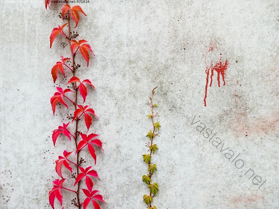 Kuva: Villiviini - seinä muuri villiviini kukka punainen syksy ...