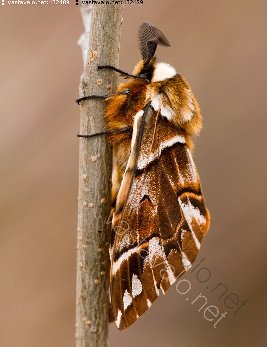Kuva: Kirjokehrääjä päivälevolla - hyönteinen perhonen yöperhonen ...