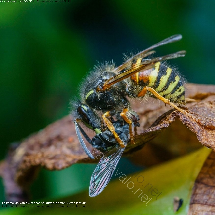 Kuva: Ampiainen pyydystämässä kärpästä - ampiainen Yleinen Vespula ...