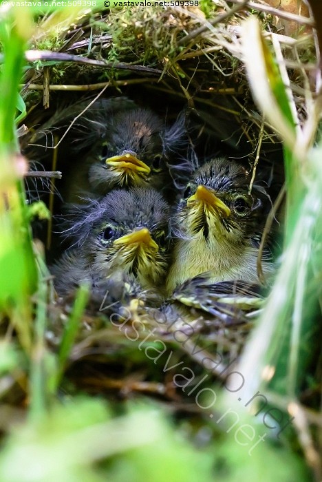 Kuva: Pajulinnun poikaset - pajulintu pajulinnun poikaset lintu lintuja ...