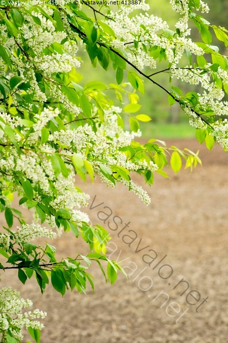 Kuva: Kukkiva tuomi - tuomi puu lehtipuu kukkii lehti pelto luonto ...