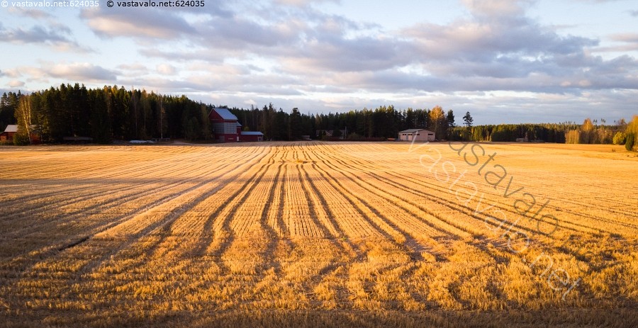 Kuva: Syksyinen pelto - pelto sänkipelto syksyllä syksyinen ...