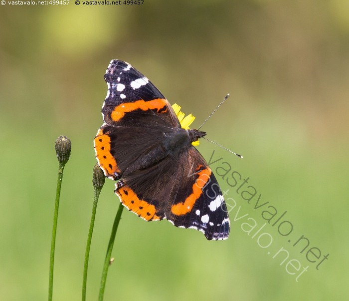Kuva: Amiraaliperhonen - amiraaliperhonen perhonen hyönteinen kukassa ...