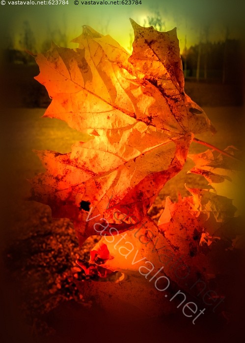 Kuva: Syksyn lehti - lehti vaahteranlehti syksyllä syksy kirkas ...