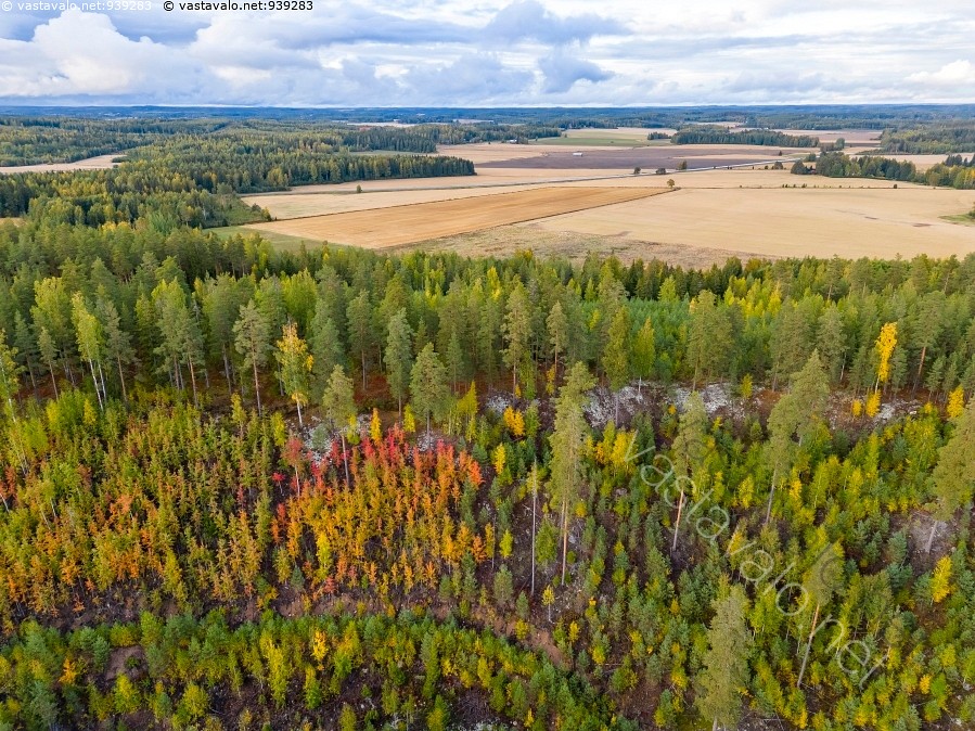 Kuva: Metsää ja peltoa - metsä pelto ilmakuva ilmavalokuva syksy ruska ...
