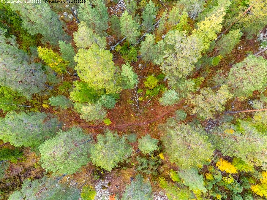 Kuva: Syksyinen polku metsässä - polku metsä ilmakuva ilmavalokuva ...