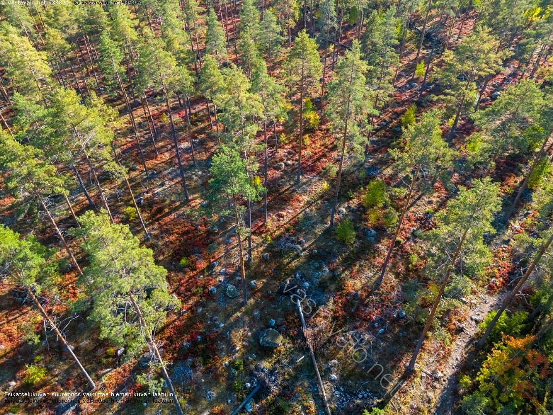 Kuva: Maaruskaa - polku ilmakuva ilmavalokuva maaruska ruska syksy ...