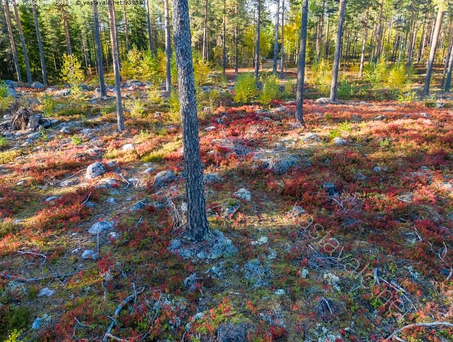 Kuva: Maaruskaa - polku ilmakuva ilmavalokuva maaruska ruska syksy ...