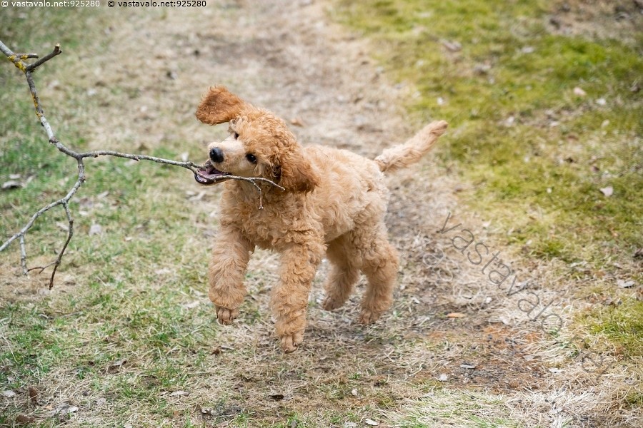Kuva: Villakoira leikkimässä - villakoira puudeli pentu koira lemmikki ...