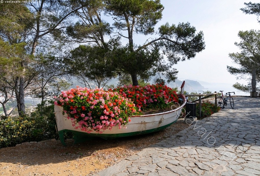 Kuva: Pelargoniat veneessä - pelargoni pelargonit pelargoniat ...