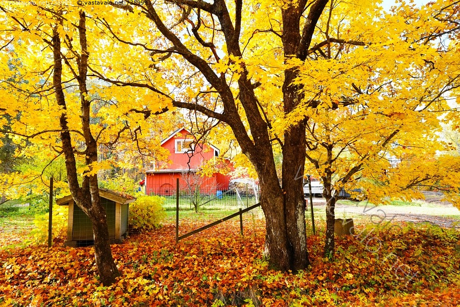 Kuva: Syksyn vaahterat - vaahtera vaahterat rakennus puurakennus ...